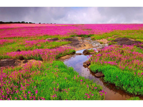 Beautiful Valley Of Flowers