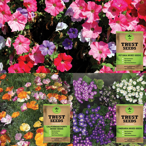 Seeds Combo – TrustBasket