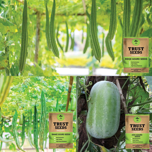 Seeds Combo – TrustBasket