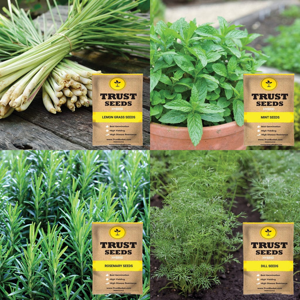 Seeds Combo – TrustBasket
