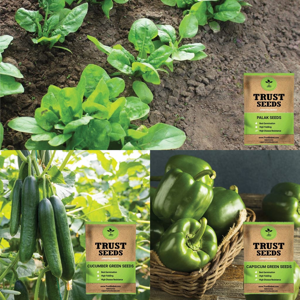 Seeds Combo – TrustBasket