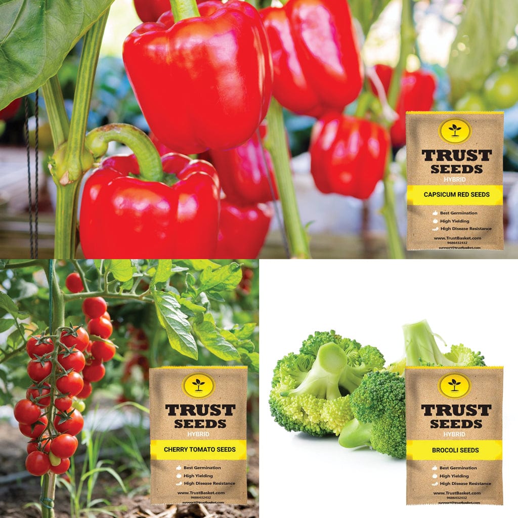 Seeds Combo – TrustBasket