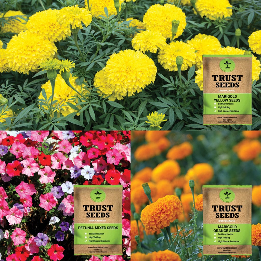 Seeds Combo – TrustBasket