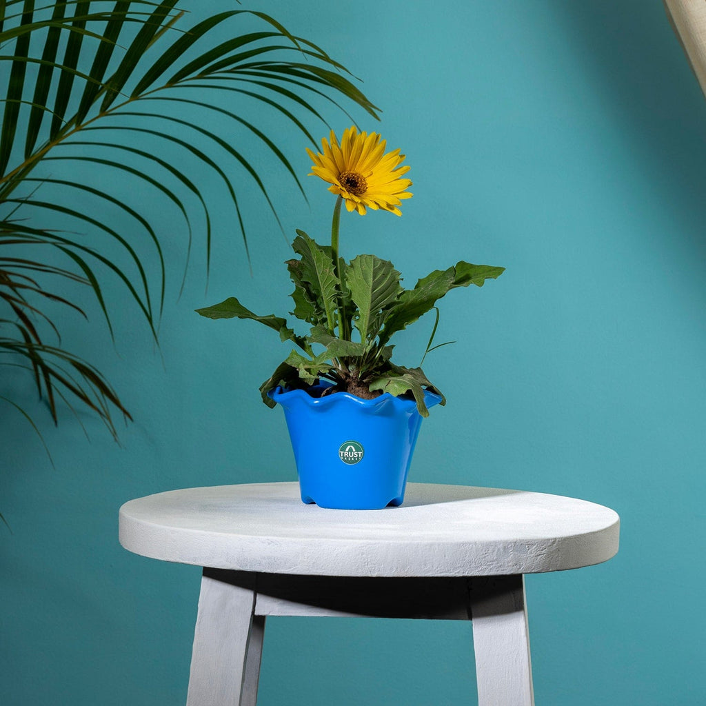 TrustBasket Blossom Pot 6-inch Table Top Planter Pot (Pack of 4)