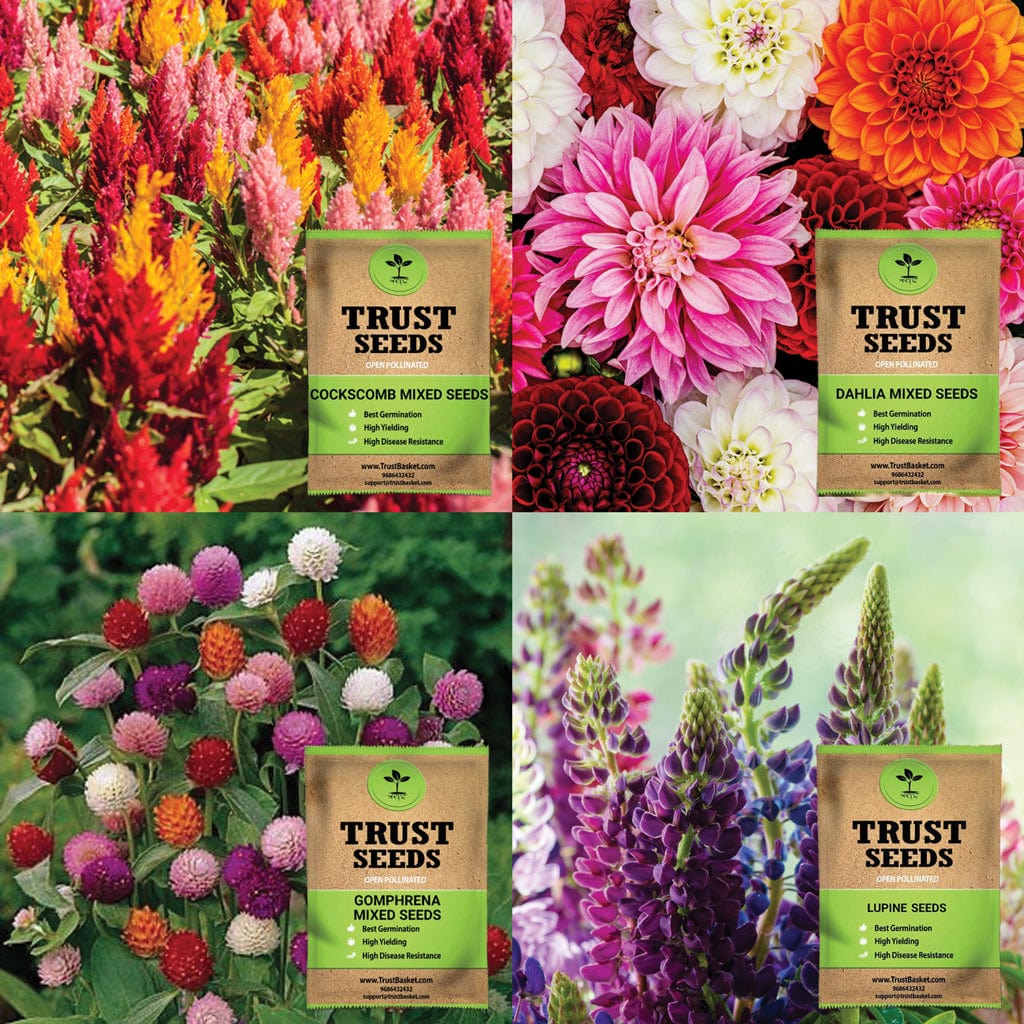 Seeds Combo – TrustBasket