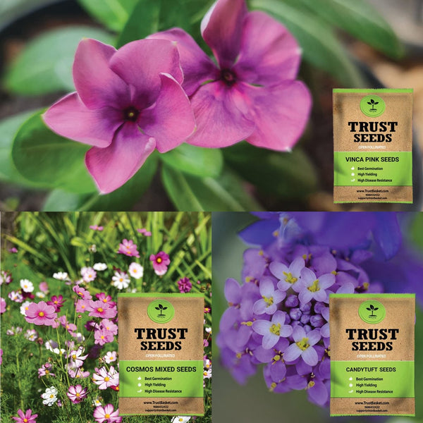 Seeds Combo – TrustBasket