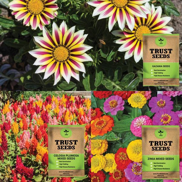 Seeds Combo – TrustBasket