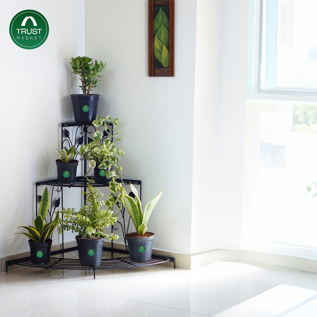 TrustBasket Corner Stand Stair-Step Style flower pot stand for Garden