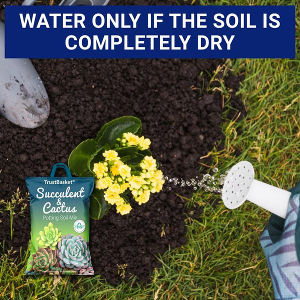 Succulent and Cactus Potting Soil Mix – TrustBasket
