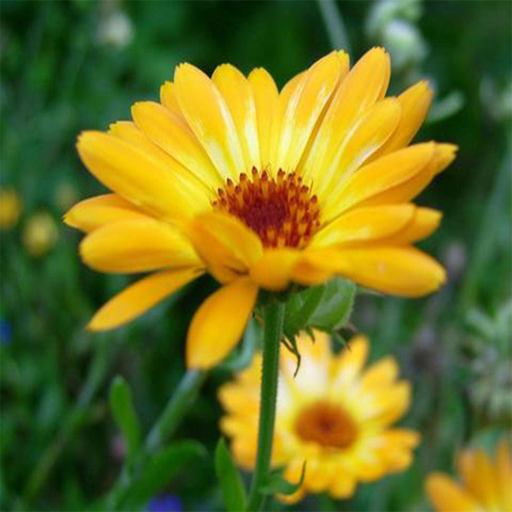 home & garden > plants > seeds – TrustBasket