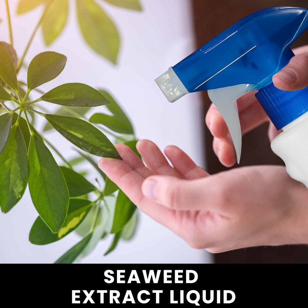 Seaweed Spray Kit – TrustBasket
