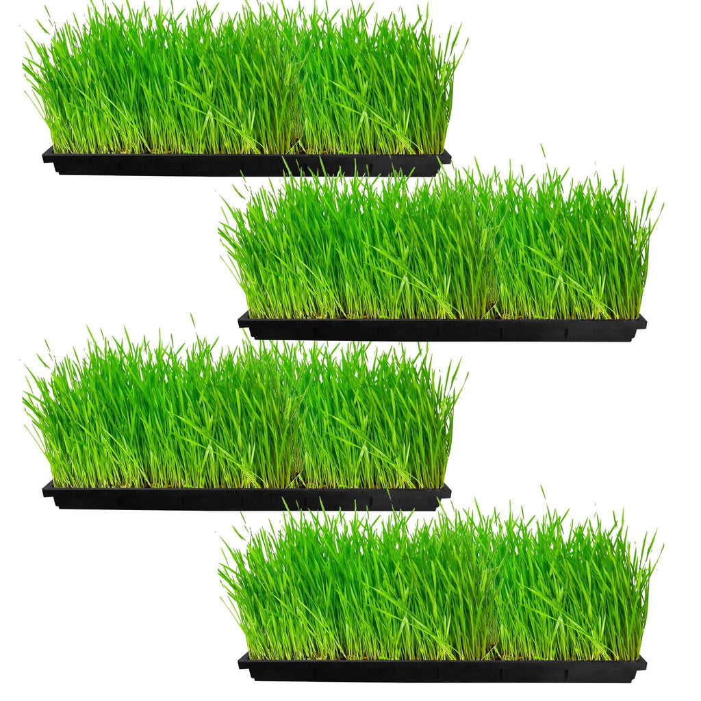 TrustBasket Wheat Grass Trays