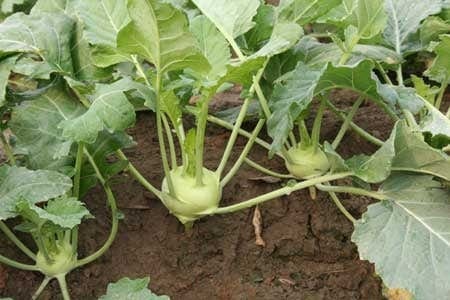 home & garden > plants > seeds – TrustBasket