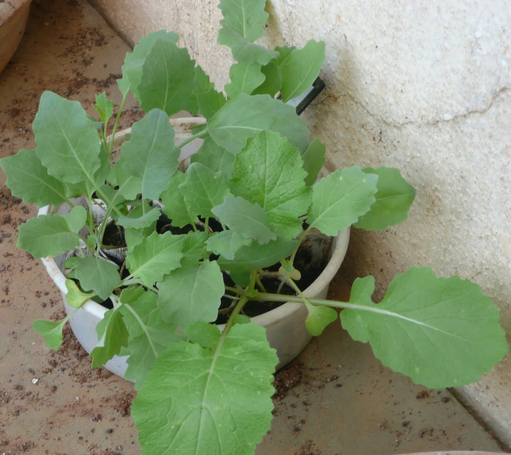 home & garden > plants > seeds – TrustBasket